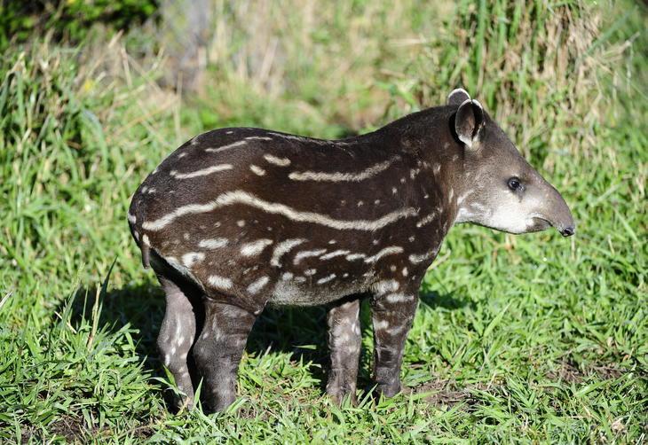 FOTOS: Filhote de anta é atração do zoológico de Sapucaia do Sul - ZH