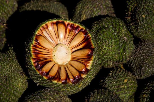 Saiba de onde vem o pinhão que você come - Notícias